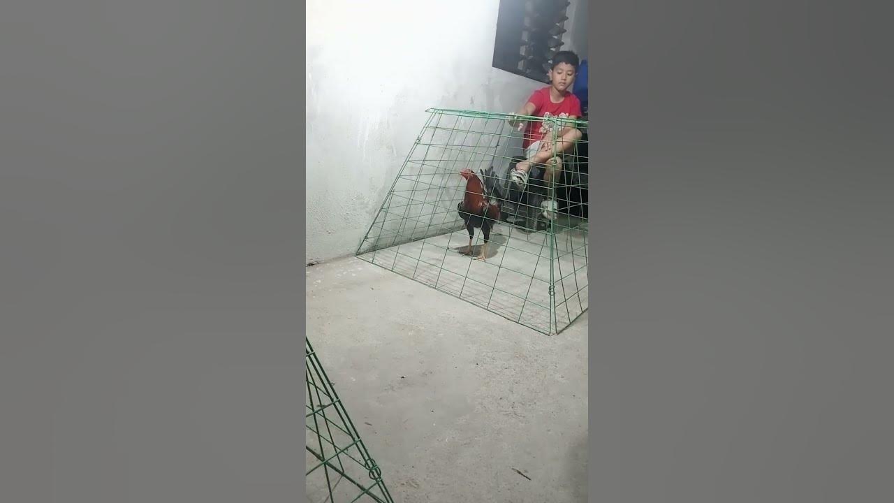 alaga ni boss dodoy... libangan pag uwi galing trabaho... - YouTube