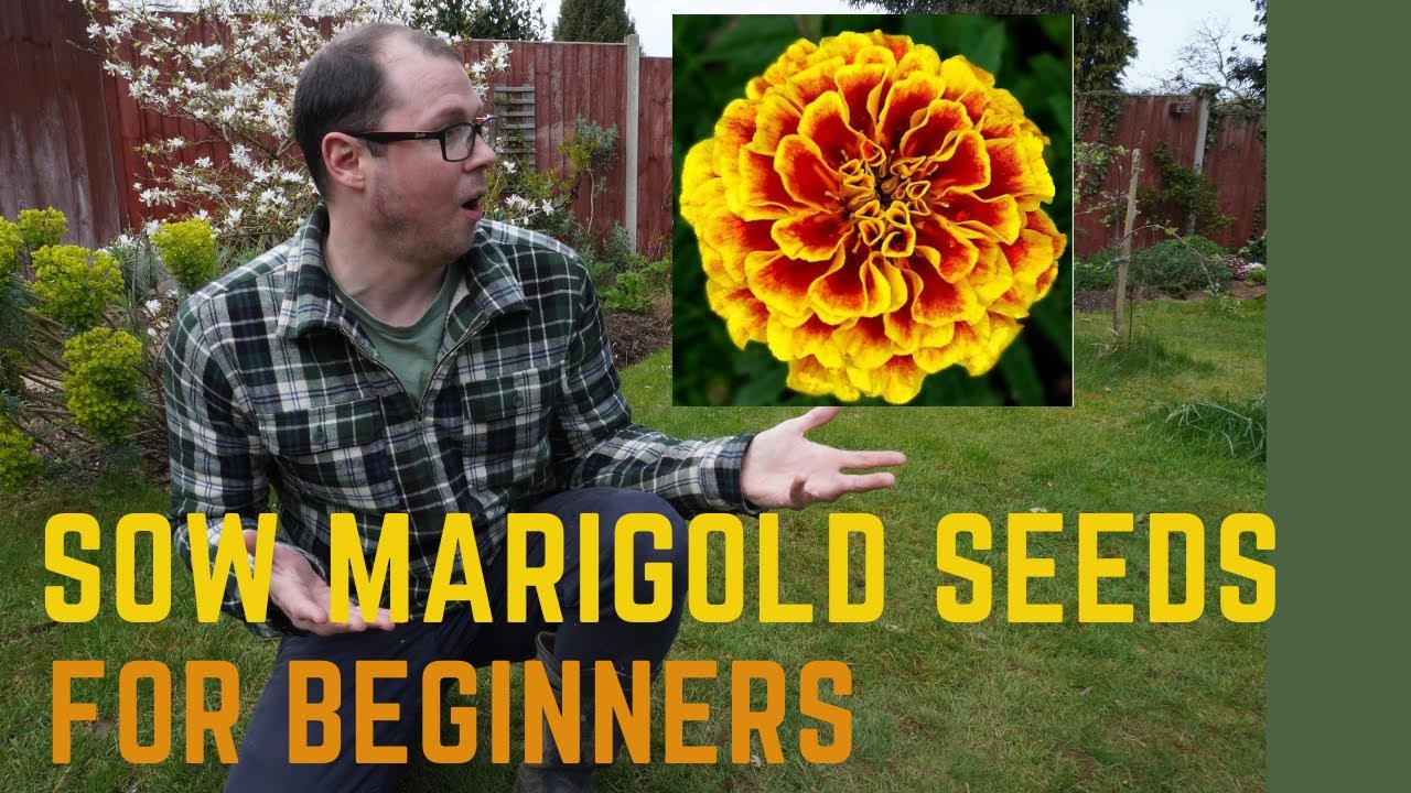 Sowing MARIGOLD Seeds - Beginner Gardening - YouTube