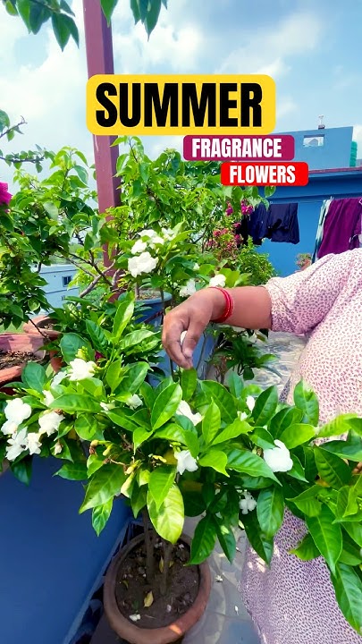 Summer Fragrant Flowers | Fill Your Garden with Sweet Scents! #shorts # ...