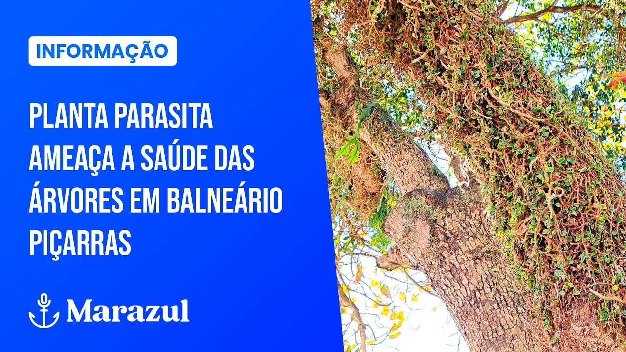 Planta parasita ameaça a saúde das árvores em Balneário Piçarras - YouTube