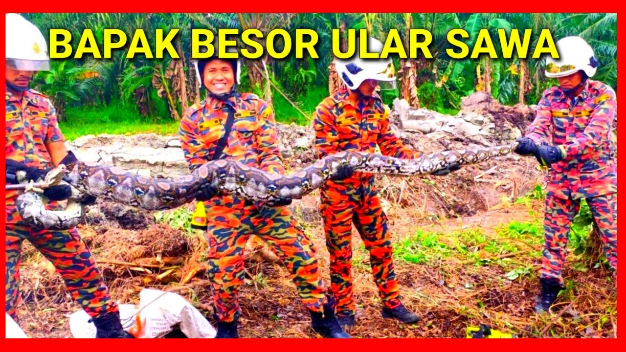 BAPAK BESAR ULAR SAWA DALAM KEBUN | ABANG BOMBA TANGKAP ULAR BESAR ...