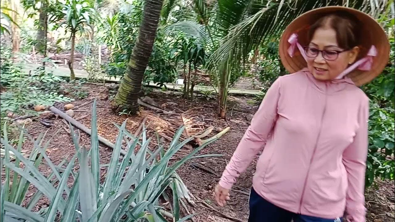 Nhổ Cỏ Khóm Và xử Lý Khóm Ra Trái Theo Ý Mình - YouTube