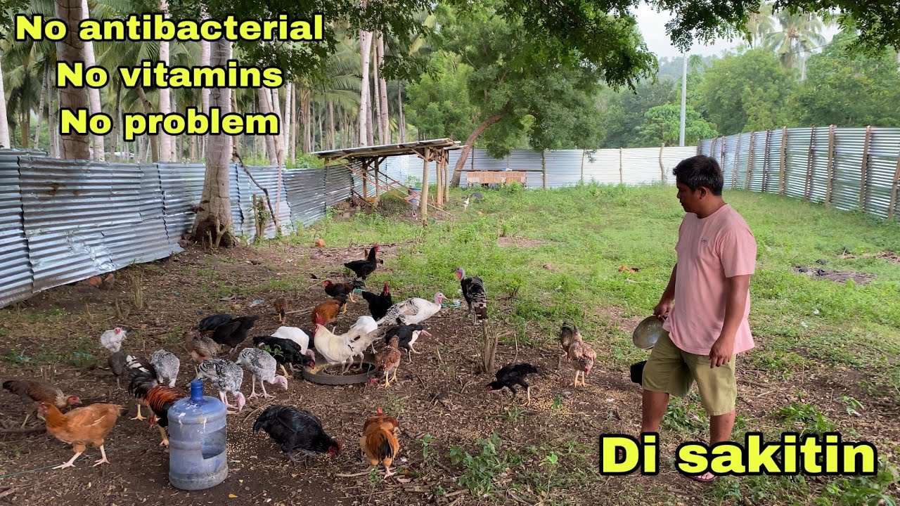 NO ANTI-BACTERIAL, NO VITAMINS, NO PROBLEM DI SAKITIN | BUHAY PROBINSYA ...
