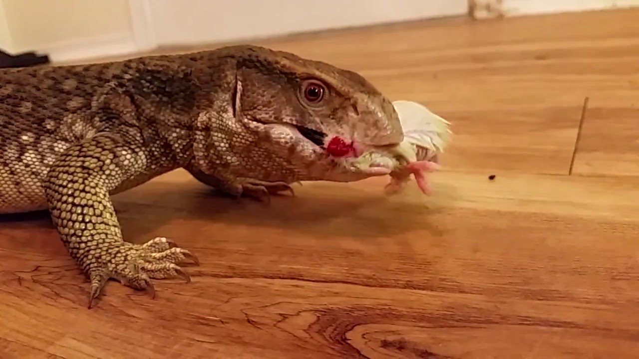 [Graphic] Feeding my Savannah Monitor a Mouse While he's Out - YouTube