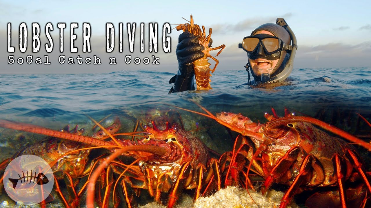 California Lobster Season Opens with a Wild Spearfishing Cookout - YouTube