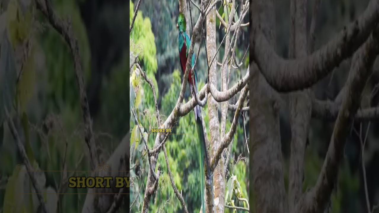resplendent quetzal sounds #shorts #birds - YouTube
