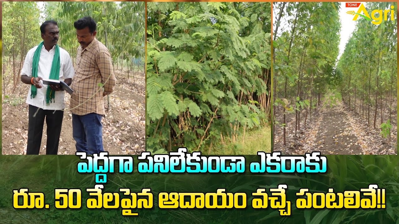 Subabul Plantation Profits | పెద్దగా పనిలేకుండా ఎకరాకు రూ.50వేల పైన ...