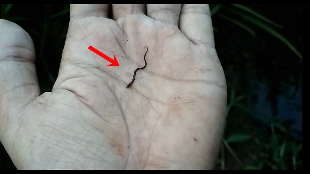 Belut Super Mini! Ternyata Begini Penampakan Anak Belut Baru Menetas ...