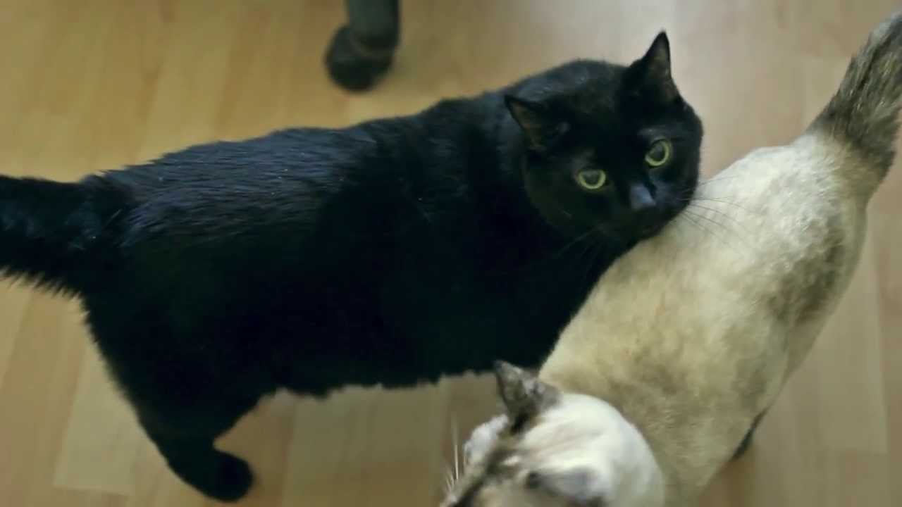 N2 the Talking Cat Updates - Still Sick - YouTube