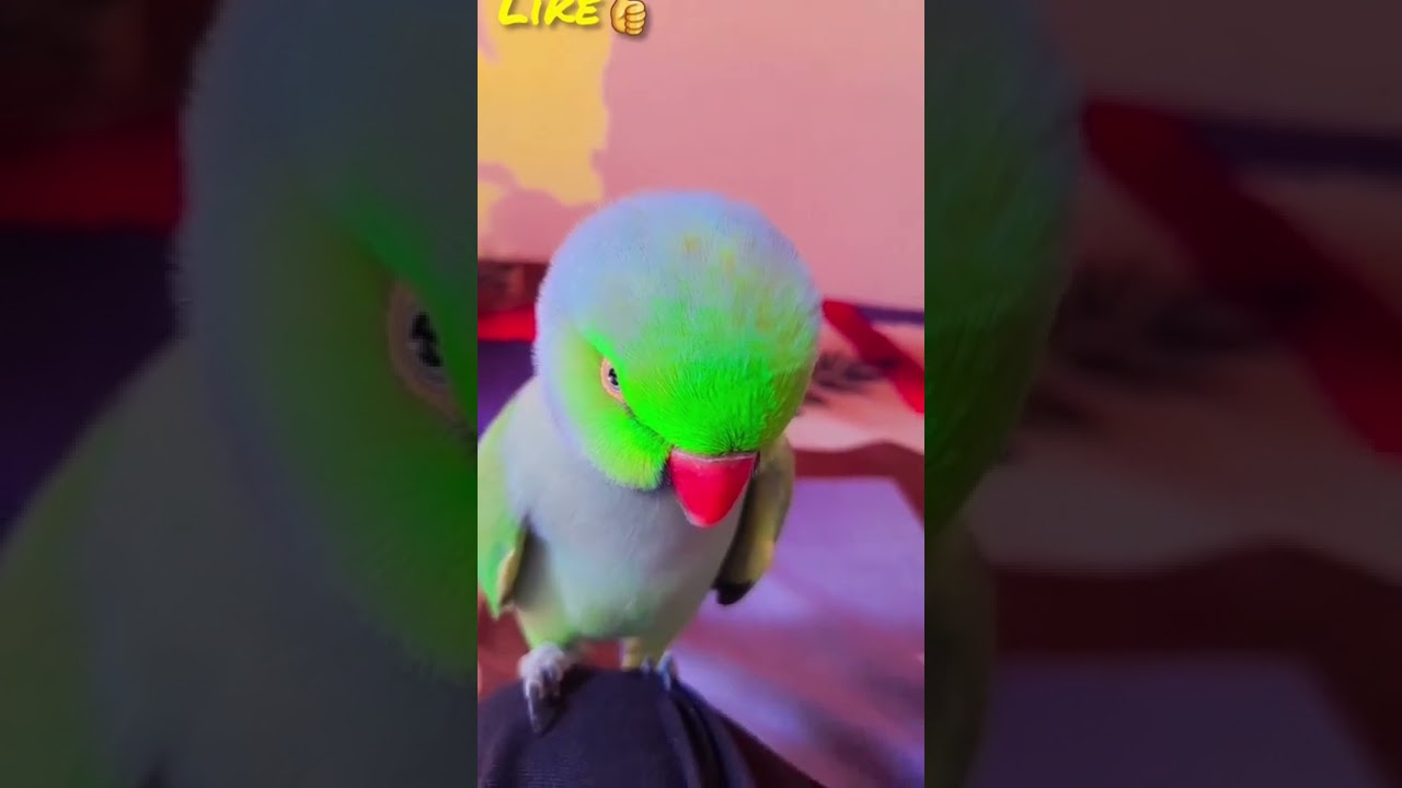 Very Angry Indian Ringneck Parrot 😠 #shorts #mittu #talkingparrot # ...