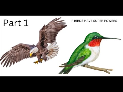 If birds have super powers - YouTube