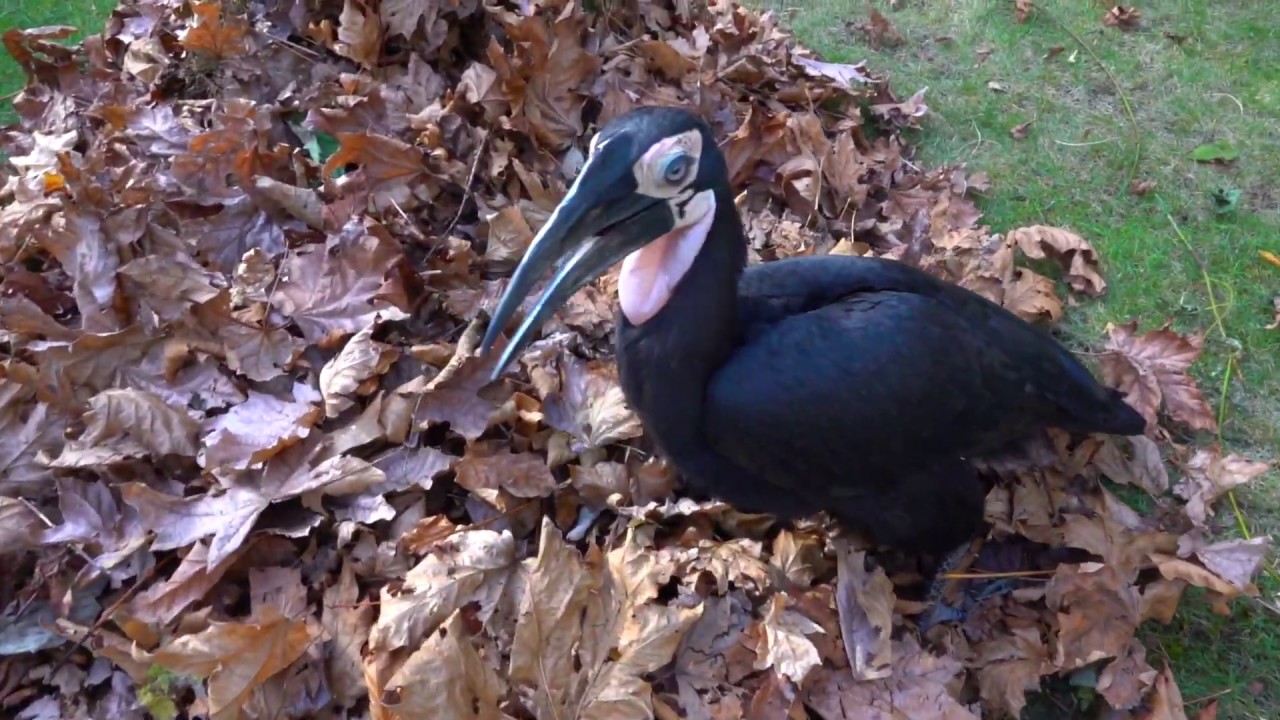 Cute animals playing in fall leaves - YouTube
