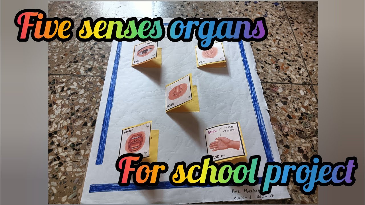 Sense organs model for school project।।How to make sense organs।। - YouTube