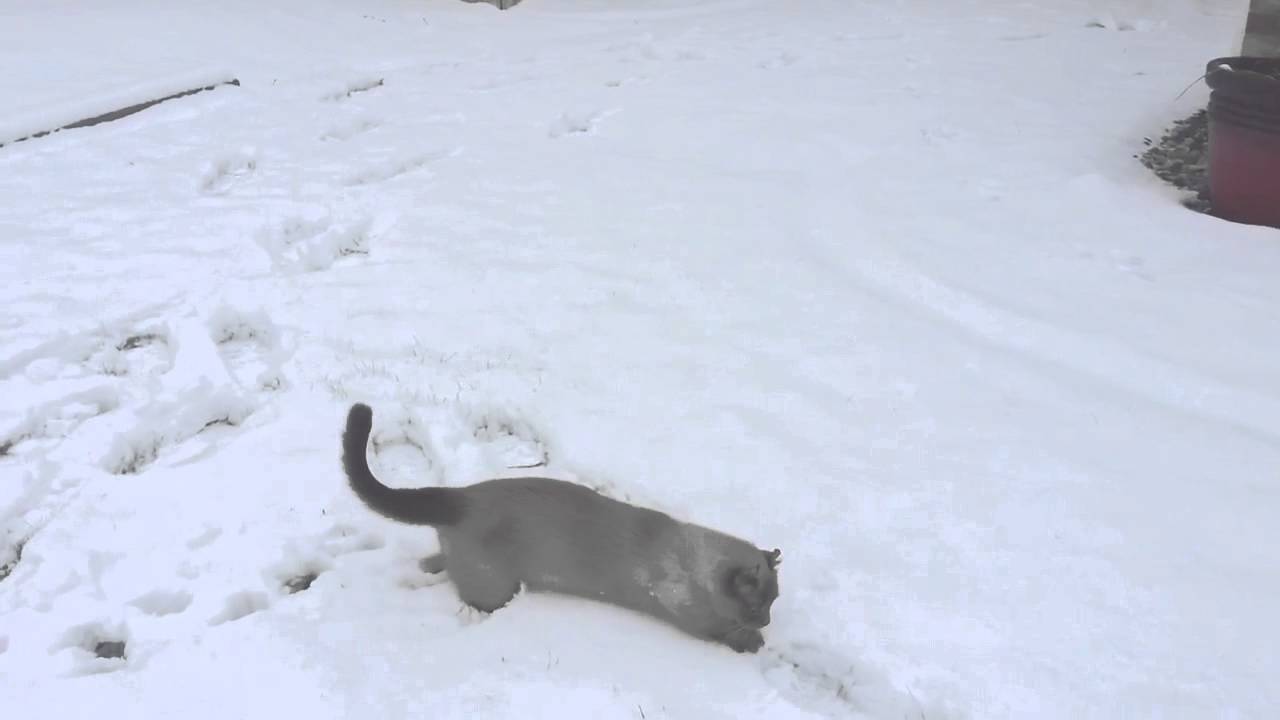 Yoda the munchkin playing in snow - YouTube