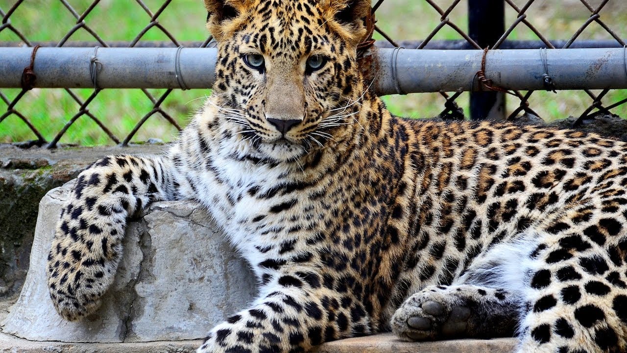 Leopard. Collection of leopards. African animals. Animals of Madagascar ...