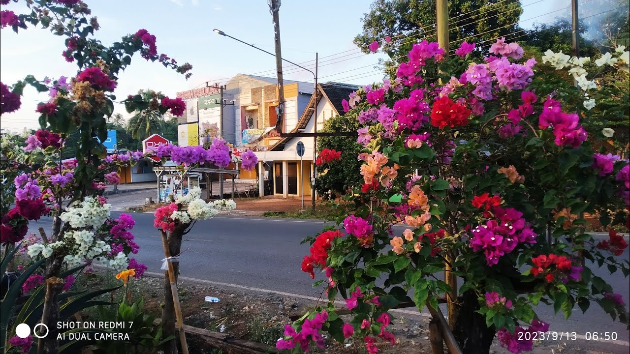 HARGA TANAMAN BUNGA BUGENFIL/BUNGA KERTAS - YouTube