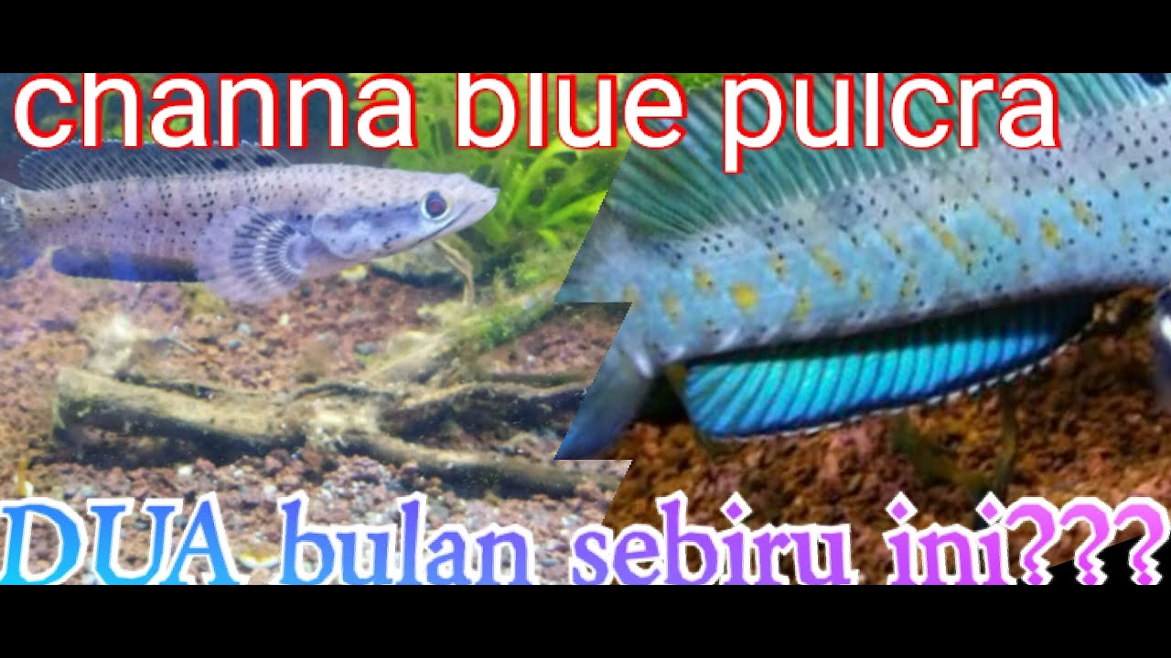 progres channa blue pulcra dari size 6-10 cm - YouTube