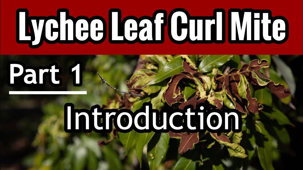 Lychee Leaf Curl Mite | Part 1- Introduction - YouTube