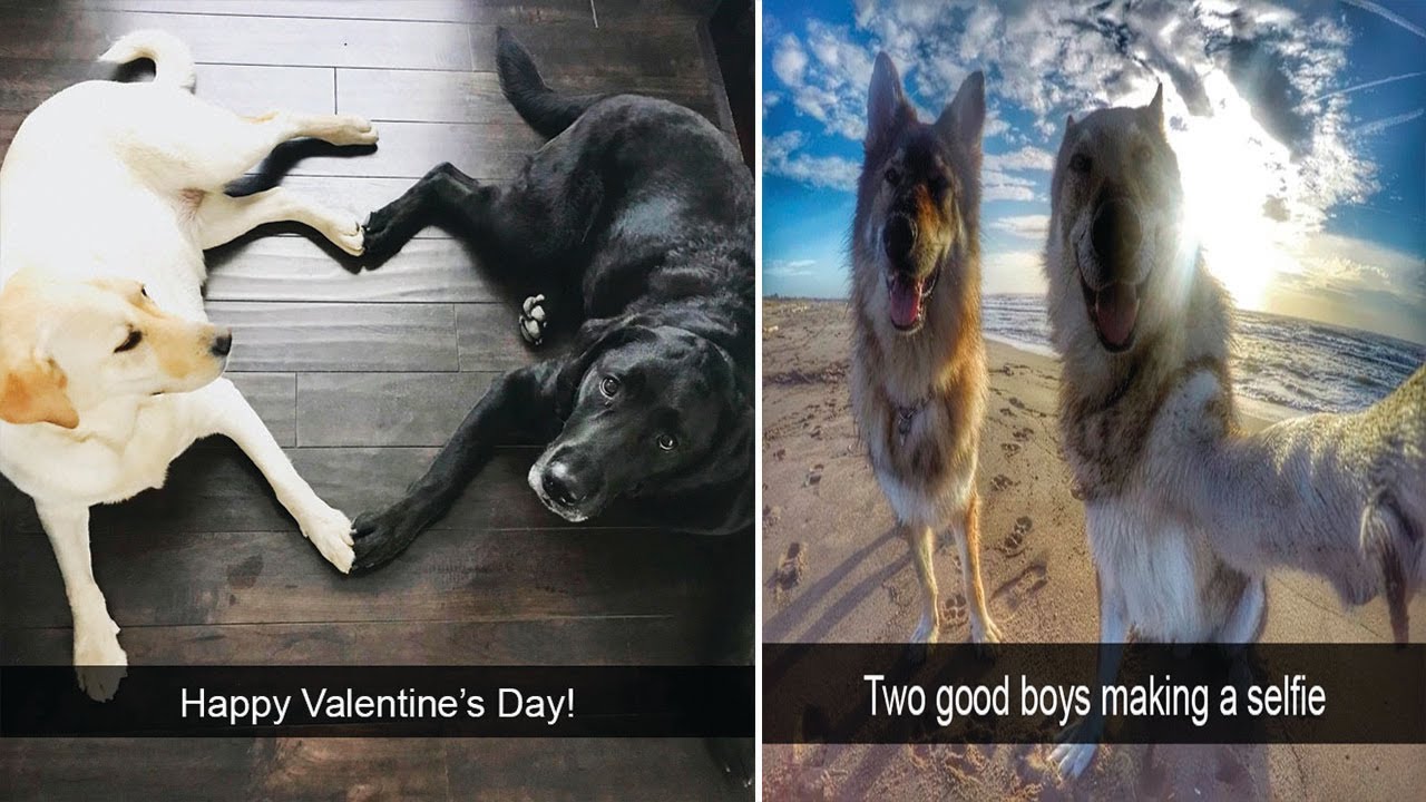 Adorable dogs that make you feel happy - YouTube