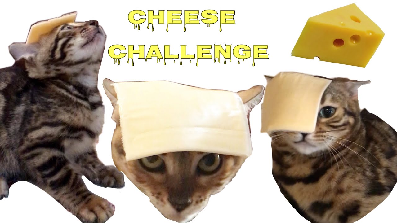 Cat Cheese challenge - YouTube