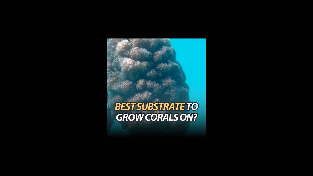 Best substrate to grow corals on? - YouTube