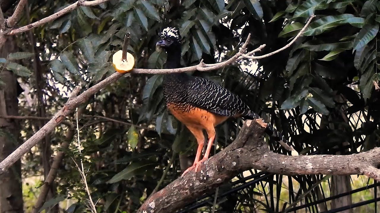 CANTO do MUTUM-DE-PENACHO (CRAX FASCIOLATA), BARE-FACED CURASSOW, MUTUM ...
