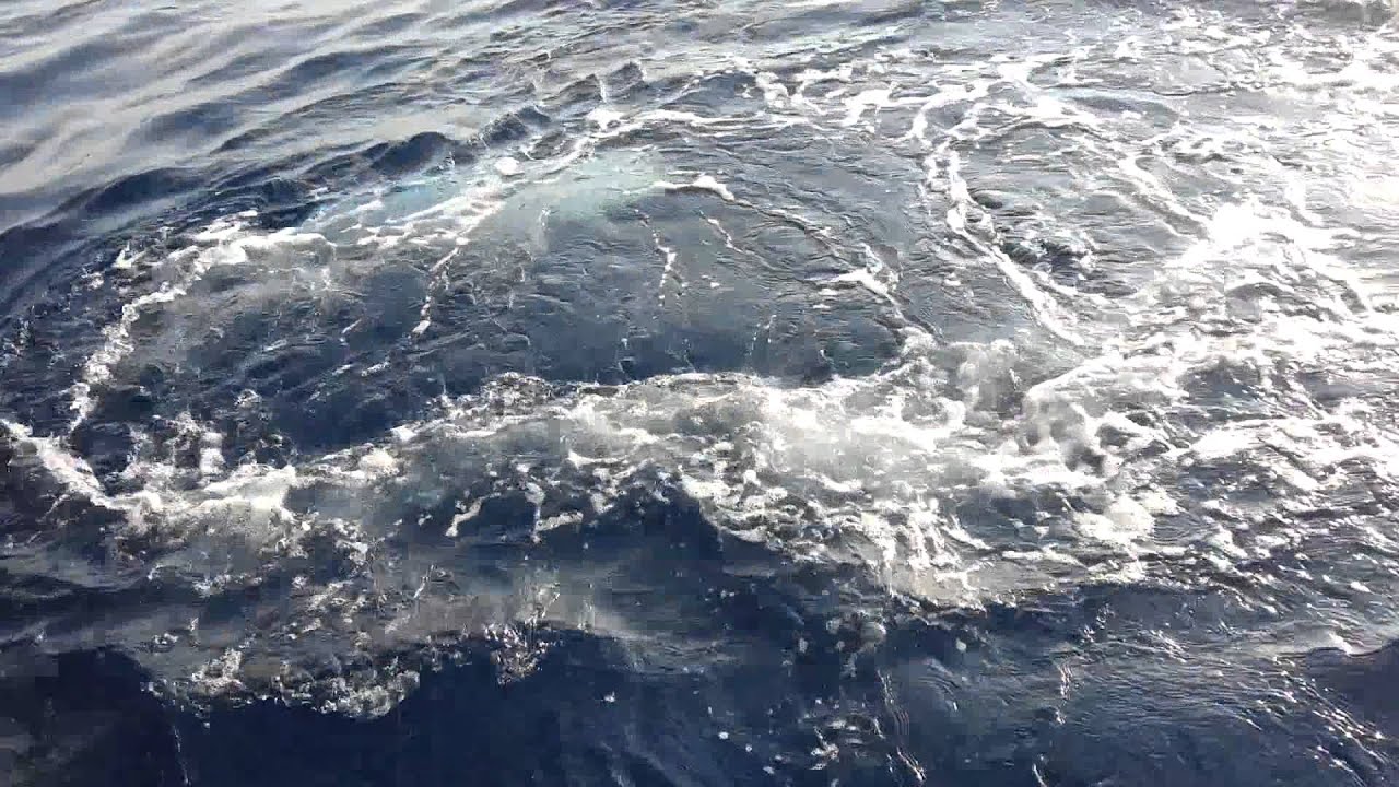 Wild tuna feeding in Cyprus - (Pets at work) - YouTube