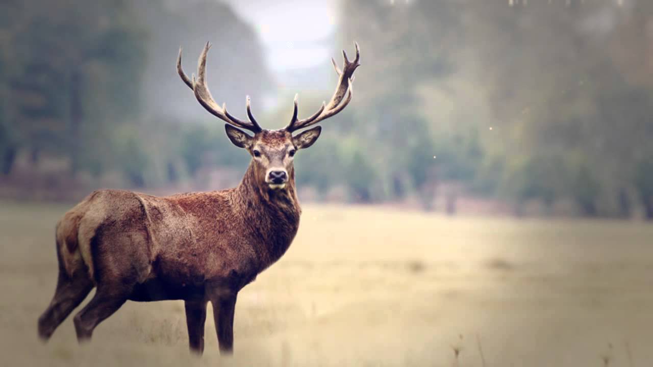 Bob Mickey Collision Center - Deer #1 - YouTube