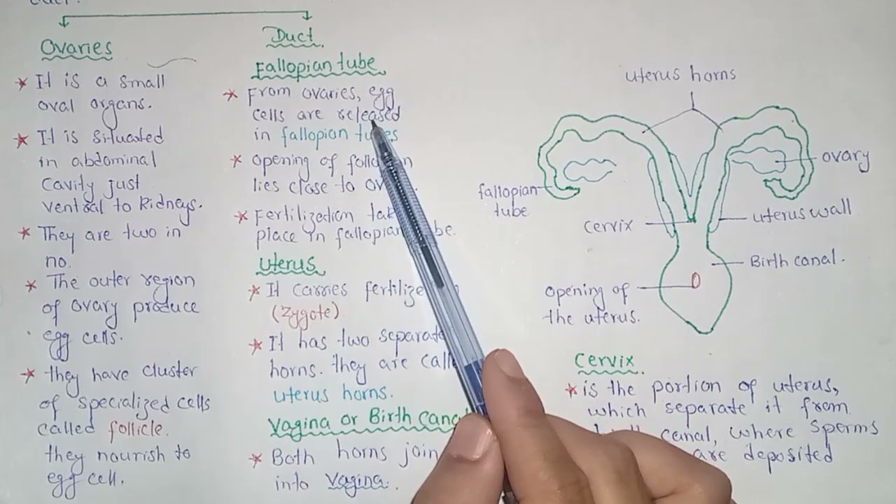 Female Reproductive System | Fallopian Tube | Class 10 Biology - YouTube