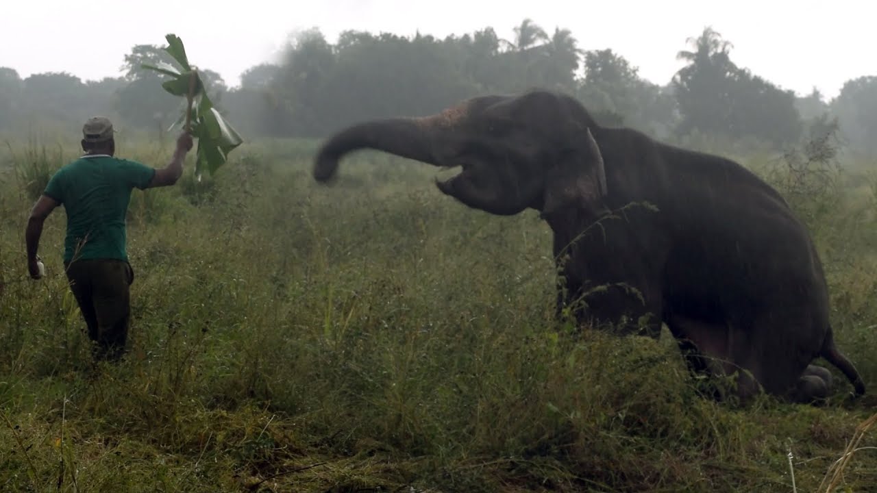 Wildlife officials treat an elephant who has a spinal cord injury ...