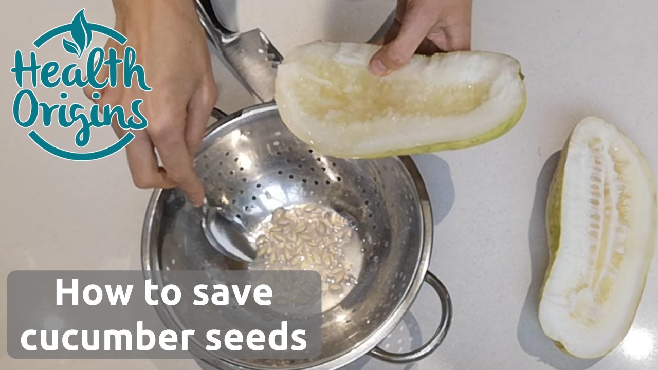 How to save cucumber seeds for next year - YouTube