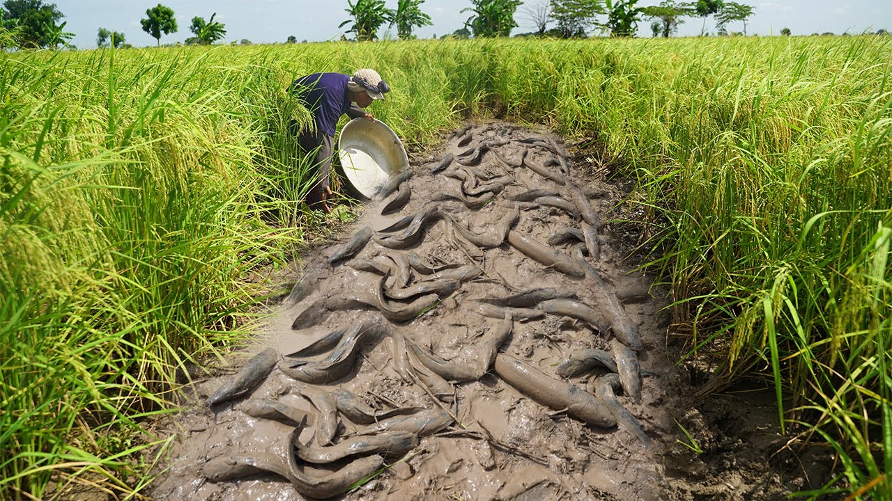 Amazing Catching Copper Fish & Catfish in Season Dry 2021 - Top Fishing ...