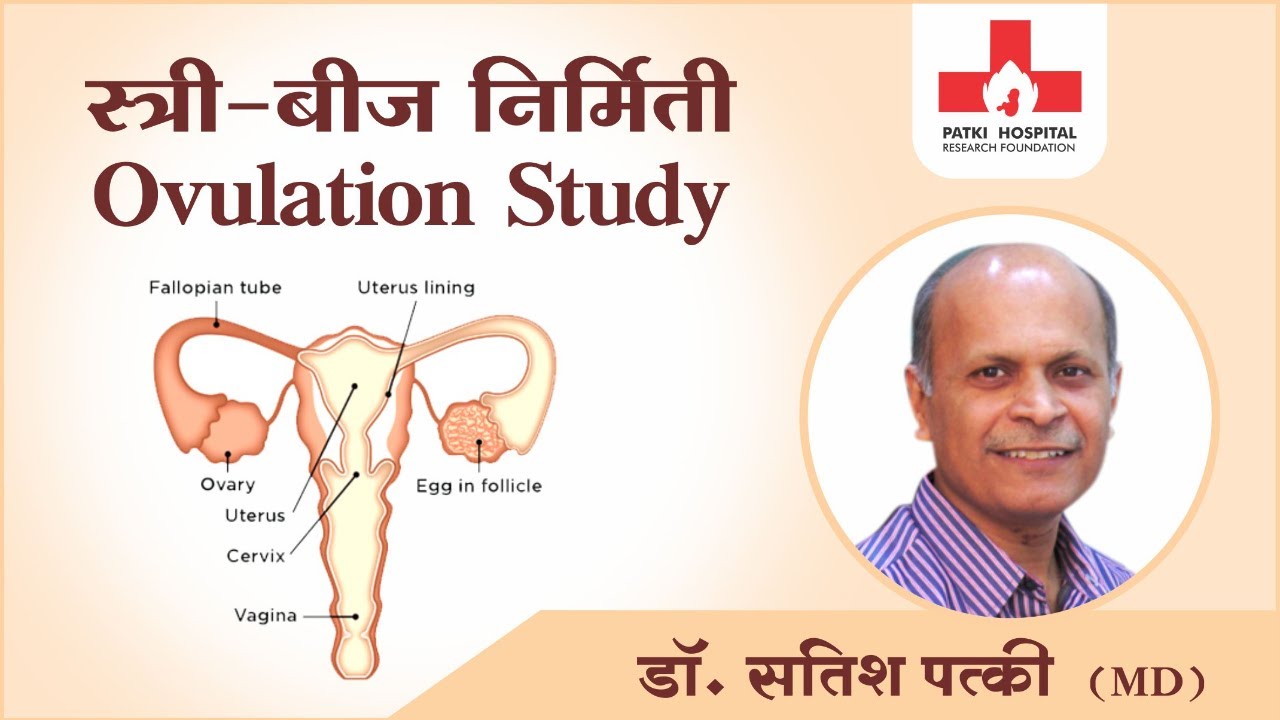 Ovulation Study स्त्री-बीज निर्मिती (Ovulation) - YouTube