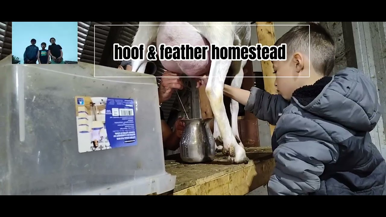 Milking sanin goats - YouTube