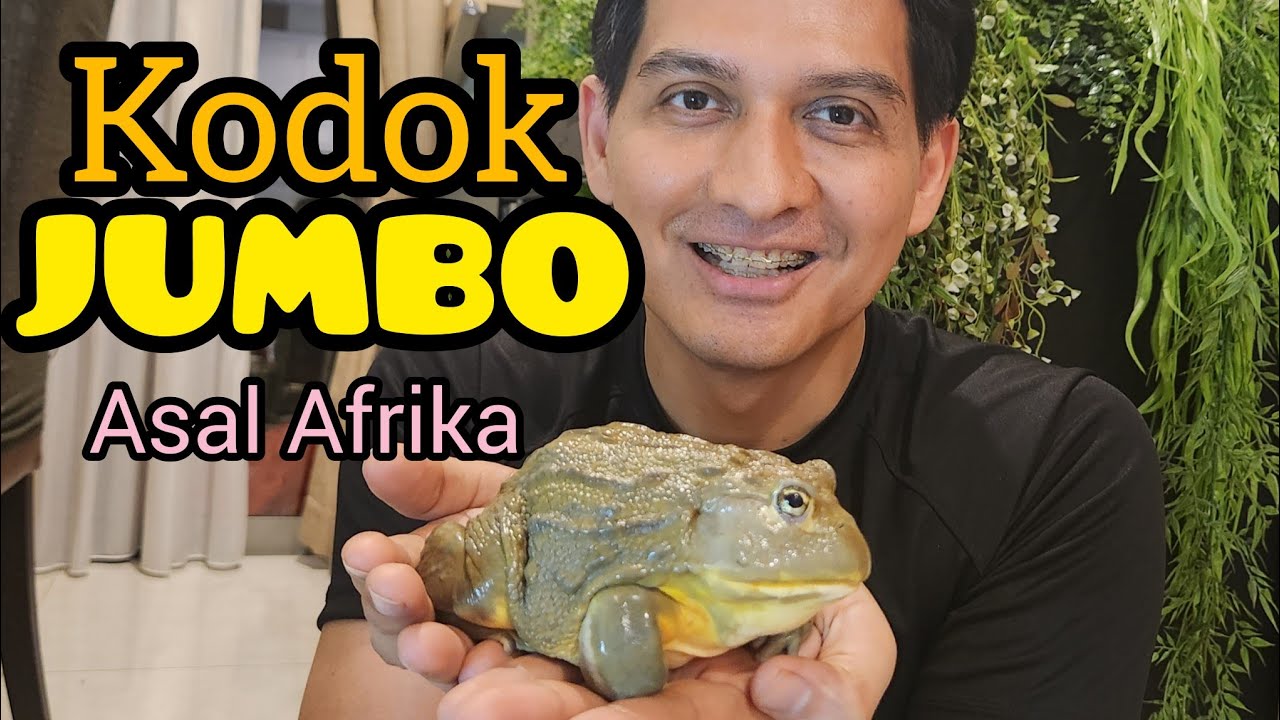 Kodok Jumbo Asal Afrika - African bullfrog - Pyxicephalus adspersus ...