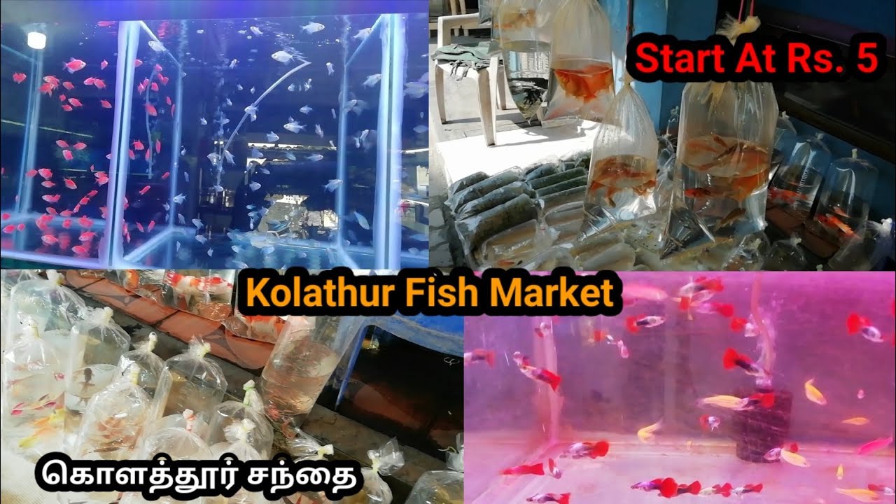 start At Rs.5|Kolathur Fish Market|Biggest Wholesale Market|Aquarium ...