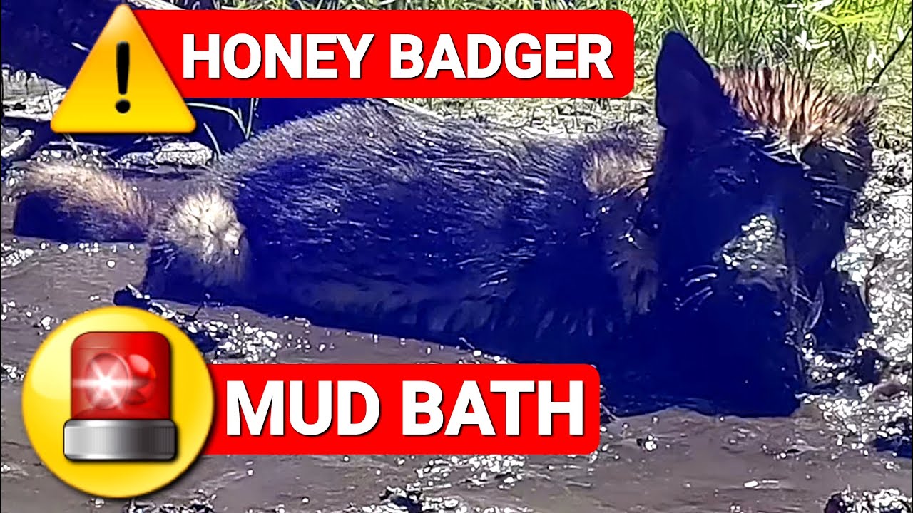 Honey Badger MUD BATH!! - YouTube