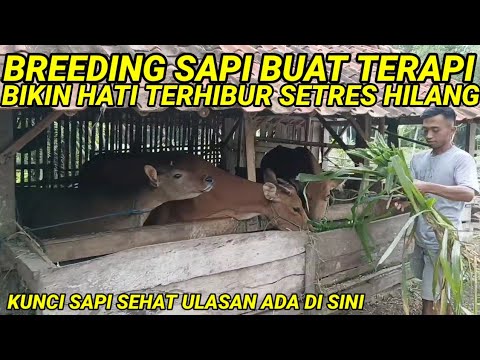 BREEDING SAPI BALI BISA BUAT OBAT TERAPI - YouTube