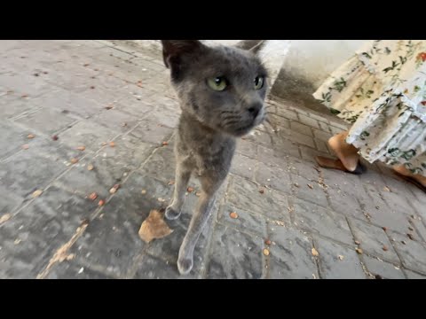 This gray cat is very friendly and approaches us, unlike its very shy friend.