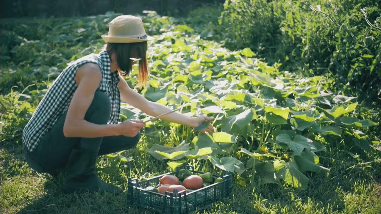 Organic vs Regenerative Farming - Everything You Need To Know #agriculturetips - YouTube
