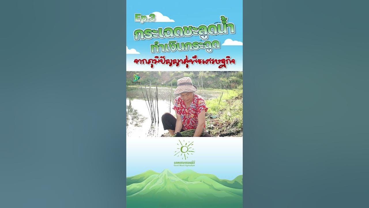 Ep 3 กระเฉดชะลูดน้ำ ทำเงินกระฉูด จากภูมิปัญญาสู่พืชเศรษฐกิจ เกษตร