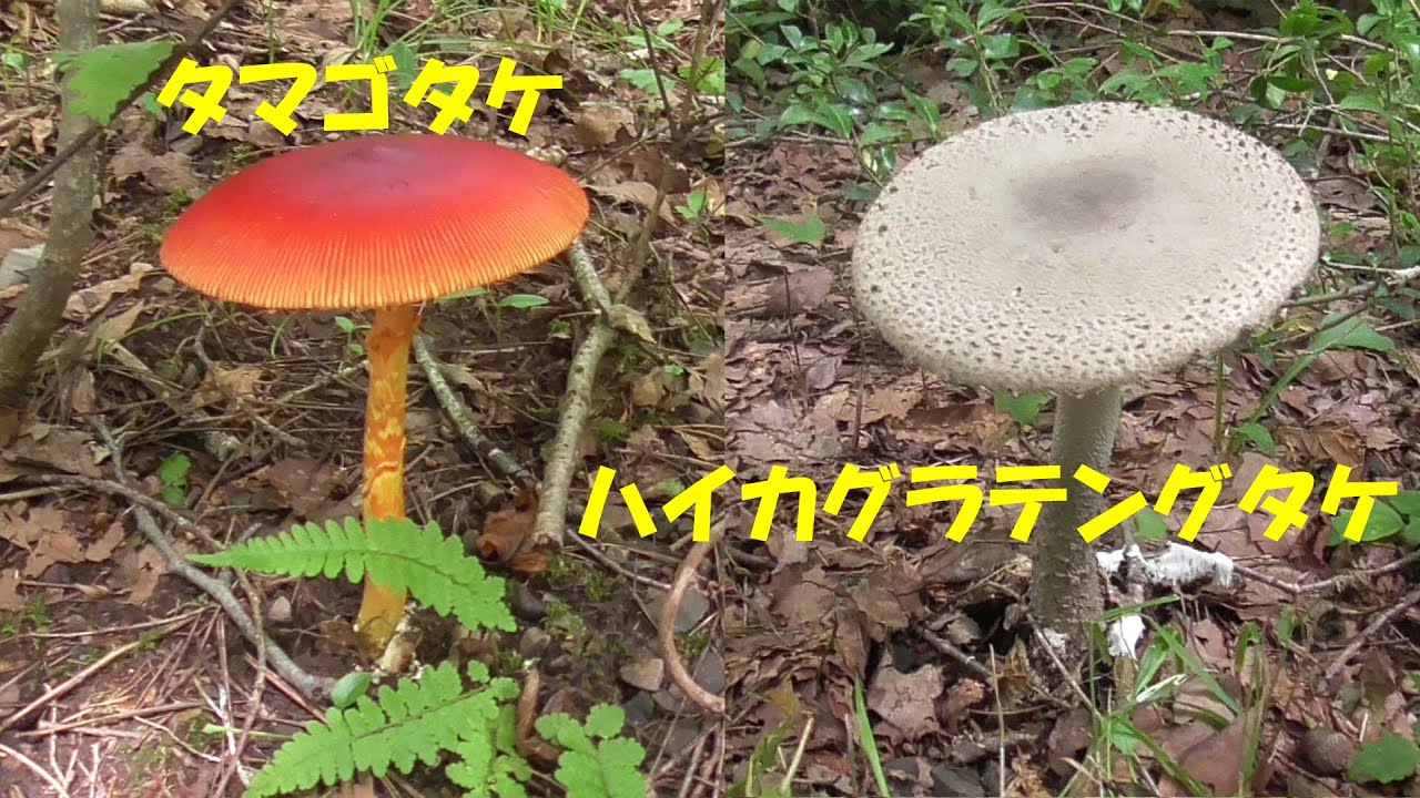 【夏のきのこ狩り】タマゴタケとハイカグラテングタケはどっちも美味い Youtube
