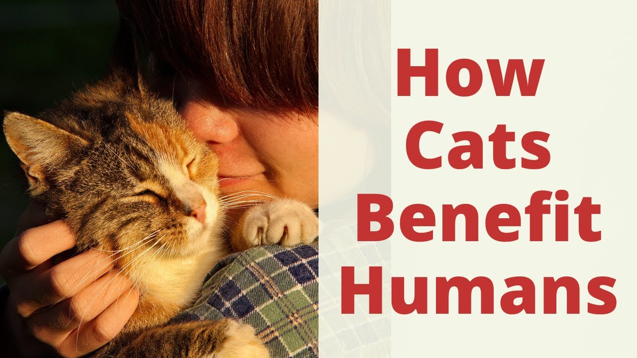 How Cats Benefit Humans And Why Cats Are So Important. Cats Benefits ...