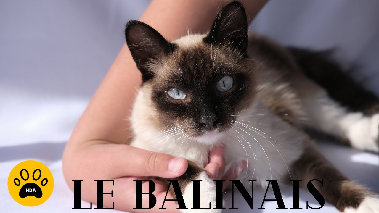 le chat balinais 👉 Tout sur ce chat magnifique - YouTube