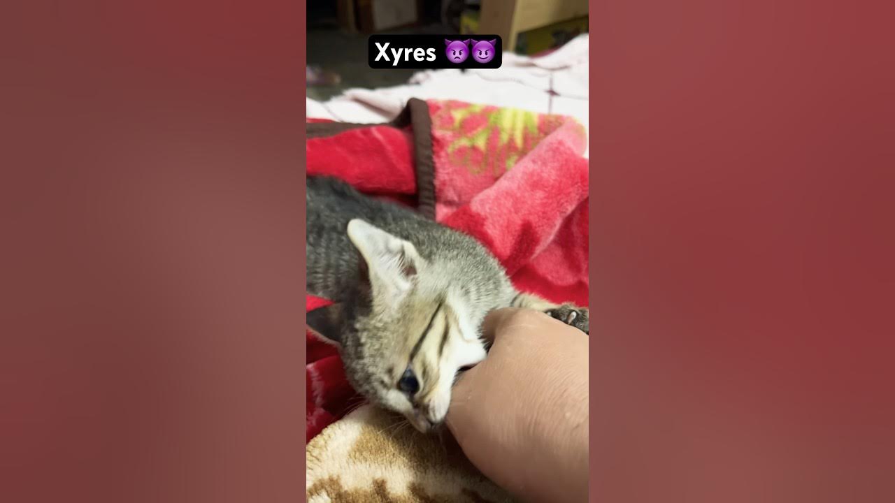 Xyres is real 😈👿👿. #xyres #kitten #kitty #phonk #halloween #beats #typebeat #kittens - YouTube