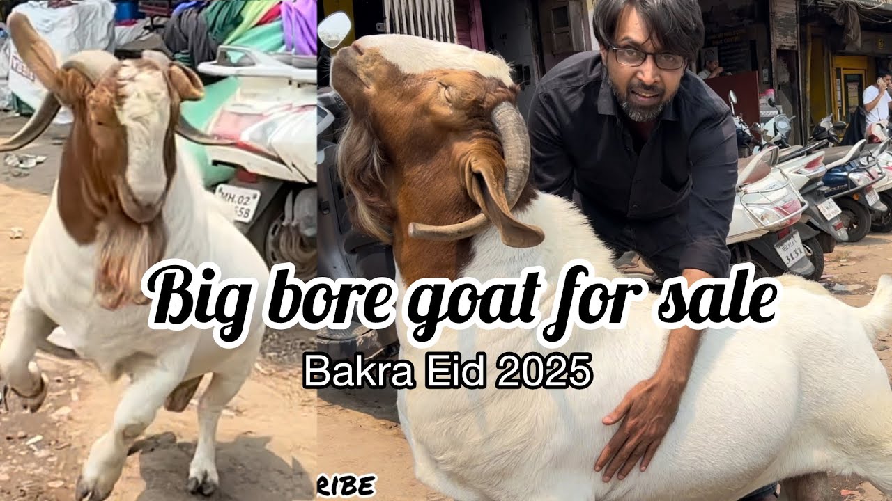 Big bore goat for sale| 115 kg bore| Bakra Eid 2025 series. - YouTube
