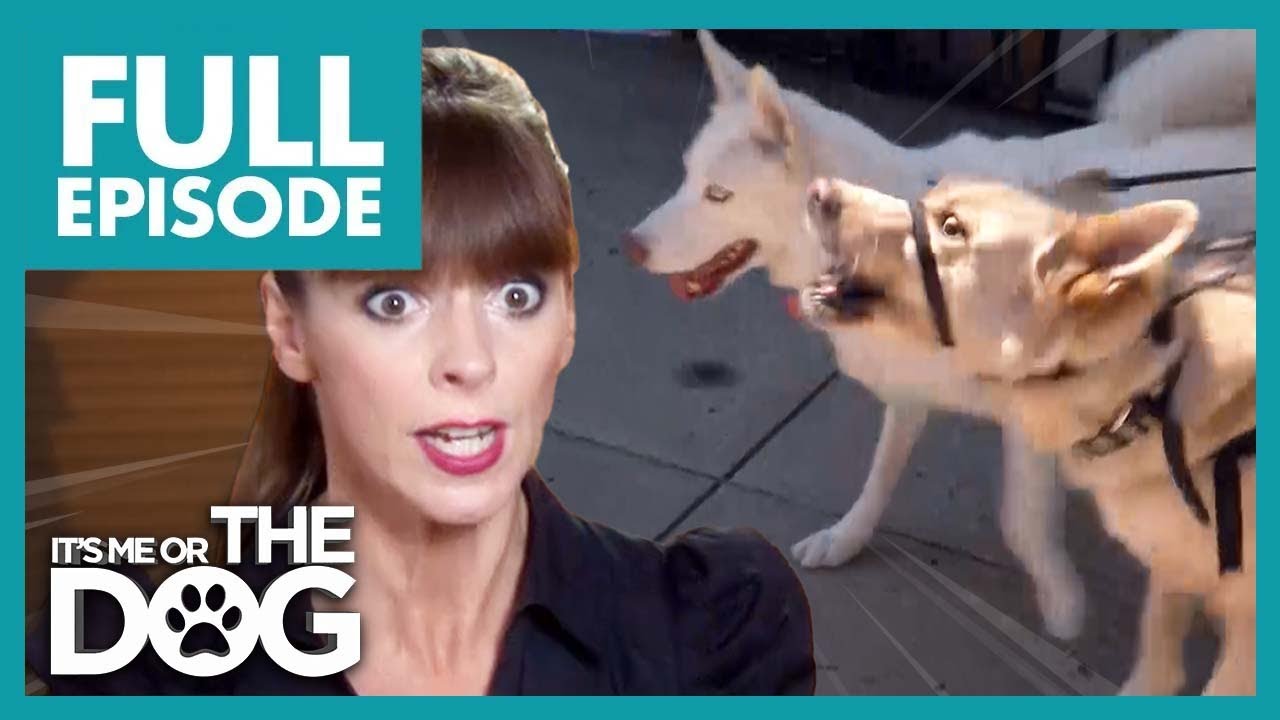 Out-of-Control Dogs are Ruining Owner's 20-year Relationship | Full ...