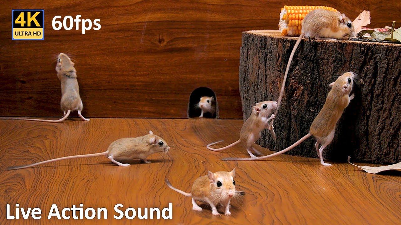 Cat Games Mouse exciting hide & seek fun for Cats to watch | Speedy ...