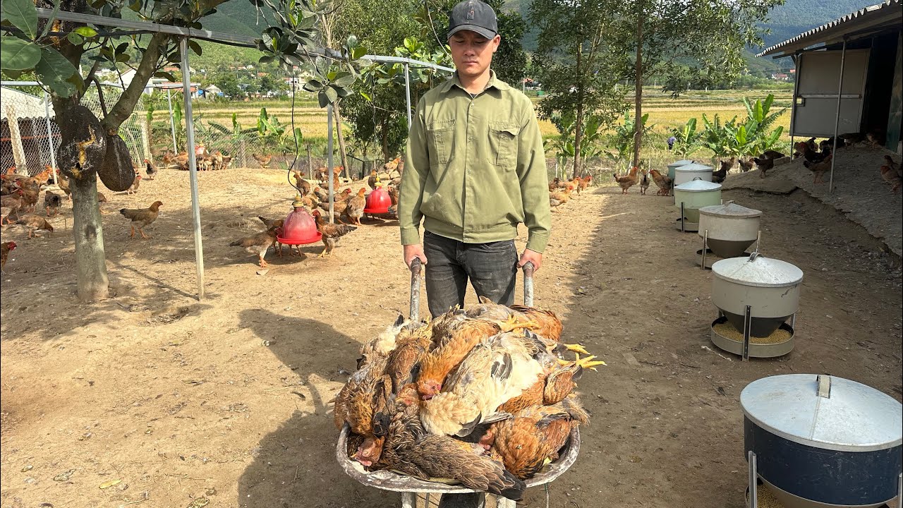 Chickens Dying Non-Stop! Poultry Farmers Confused and Helpless - YouTube