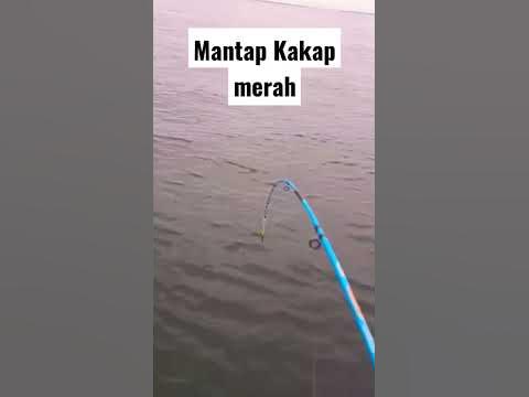 mantap kakap merah @parelluat12 - YouTube